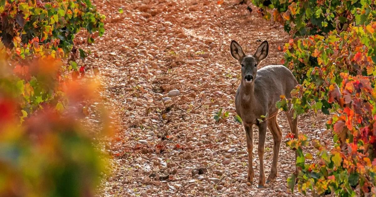 Ribera del Duero: Daños de fauna en el campo. ¿Cuáles son los animales ...