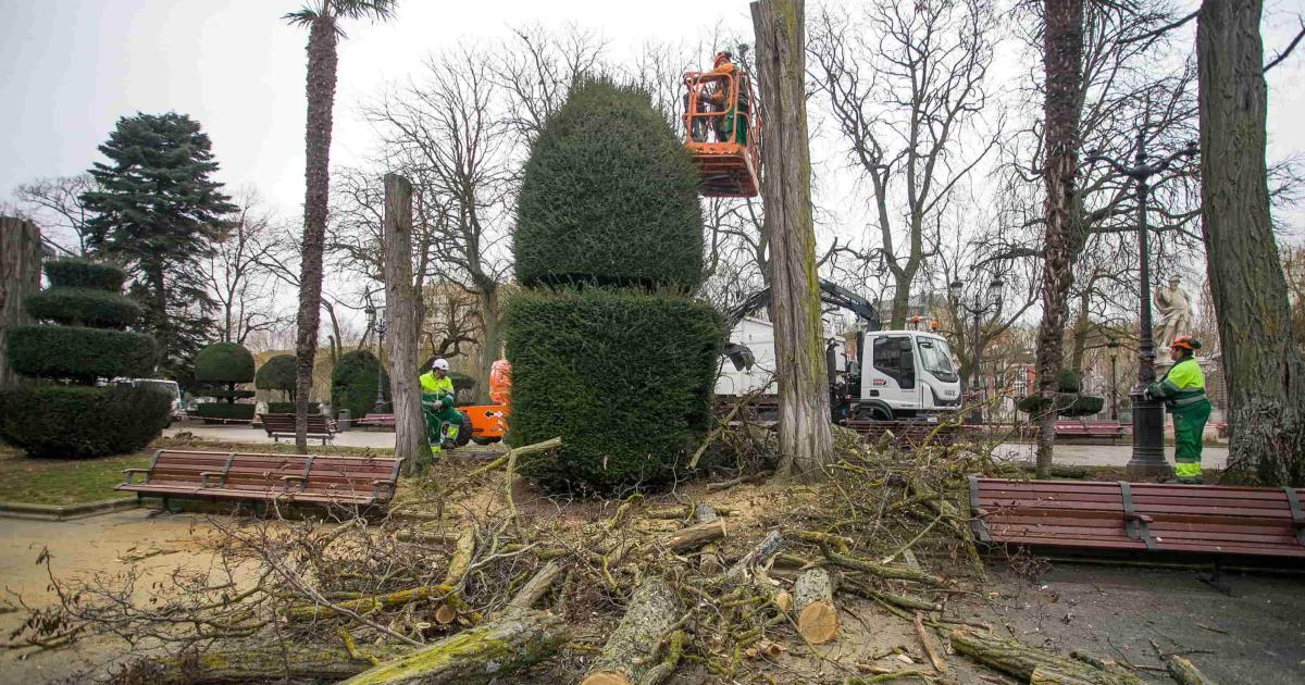 Talan las acacias secas del Espolón