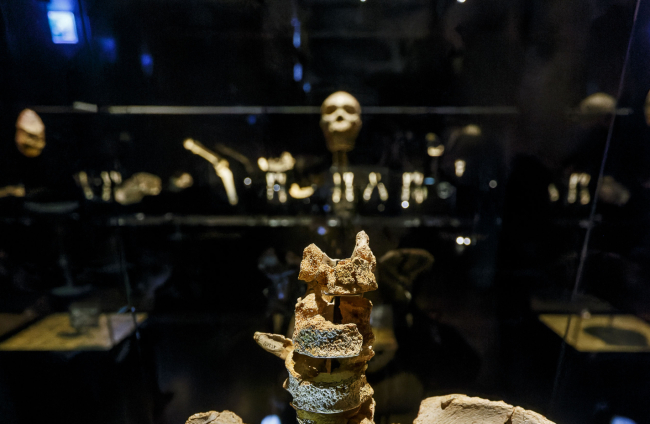 Así es la pelvis de Elvis, el abuelo de Atapuerca