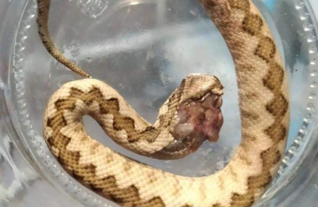 Accidente ofídico: Así es una mordedura de víbora y éstas son sus ...