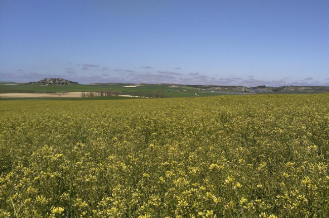 La camelina se expande en la Comunidad
