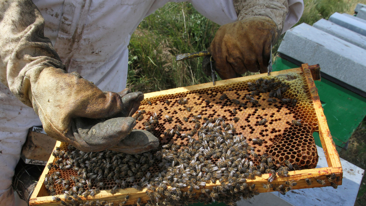 El oso, el cambio climático y un ácaro devastador para las abejas: los ...