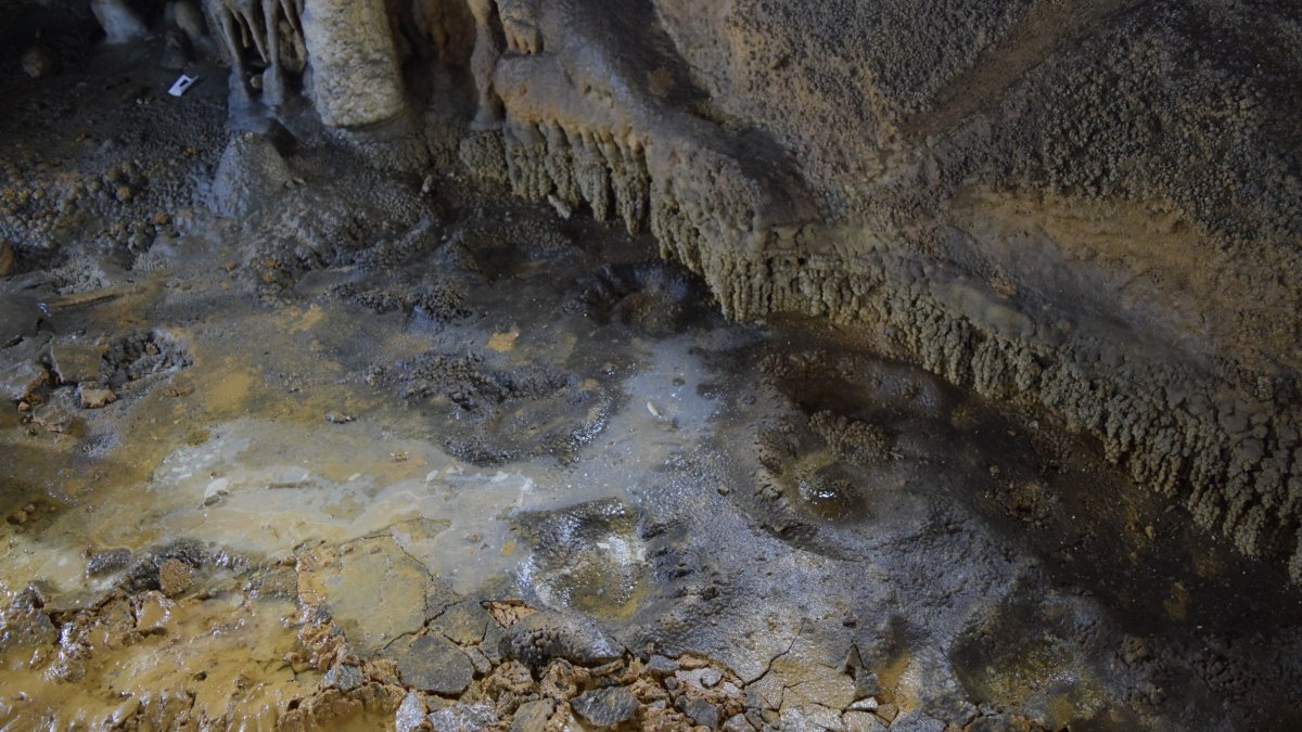El Cenieh realiza el primer estudio científico de huellas de osos de las cavernas en la ...