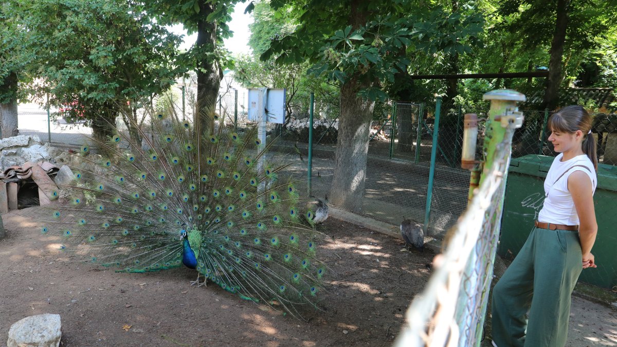 El zoo de aves de Herrera de Pisuerga resurge de sus cenizas un año ...