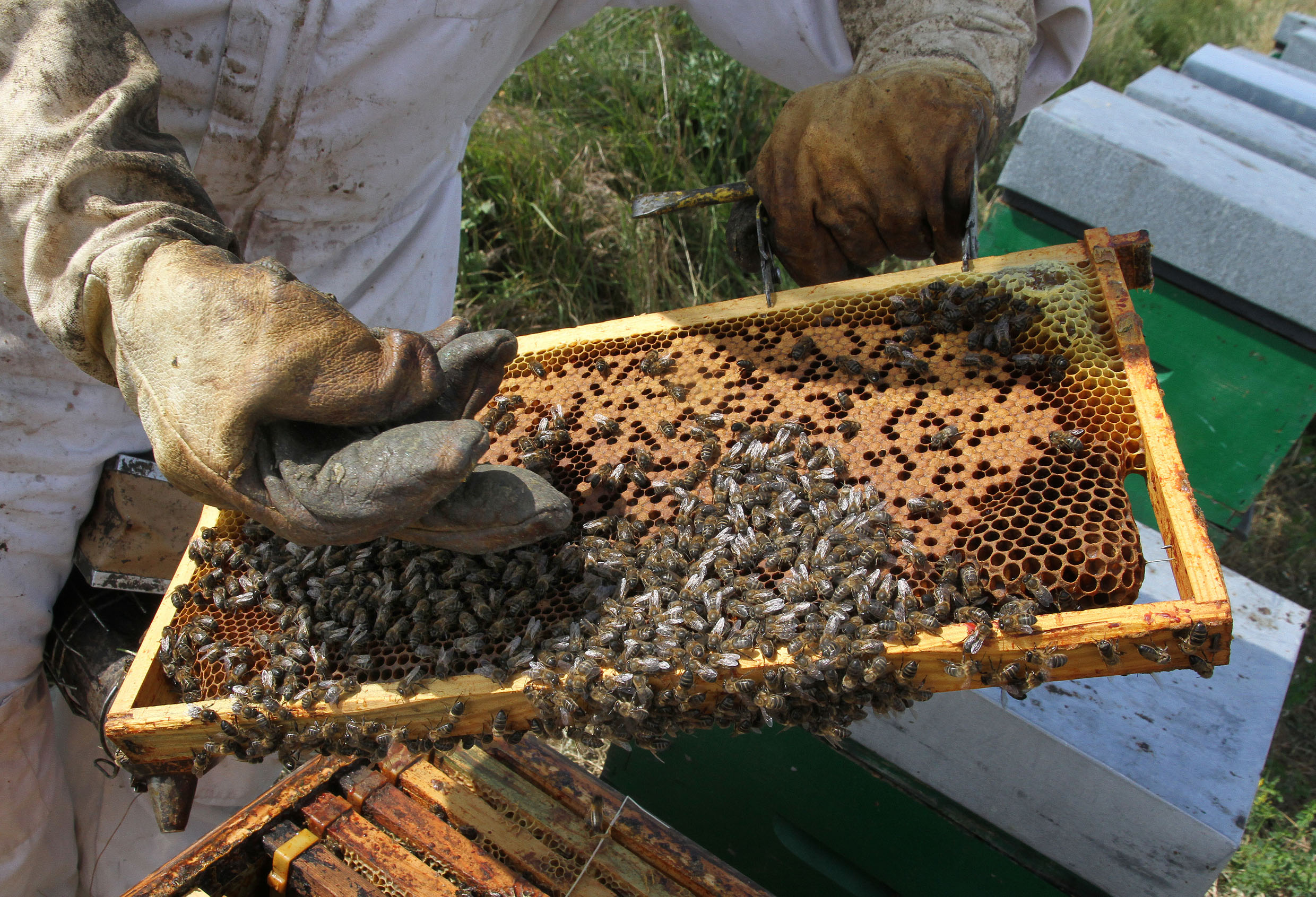 El oso, el cambio climático y un ácaro devastador para las abejas: los ...